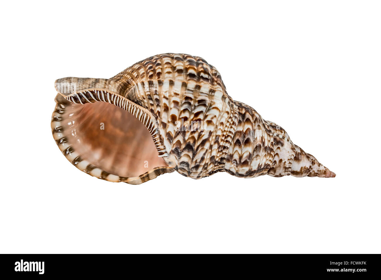 Marine Sea Shell. Isolated on white background Stock Photo - Alamy