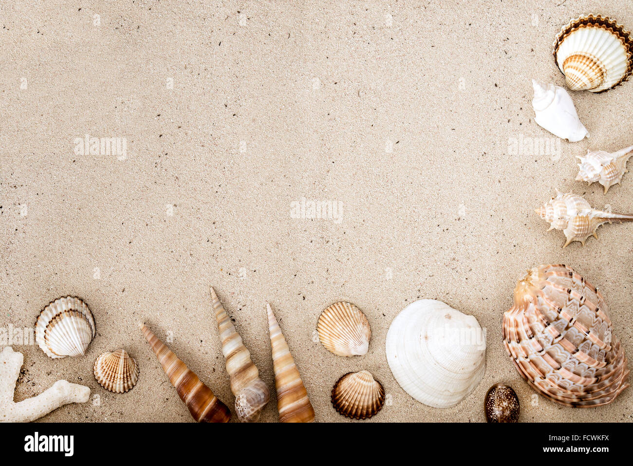 Sea shells on sand. Summer beach background. Top view Stock Photo - Alamy
