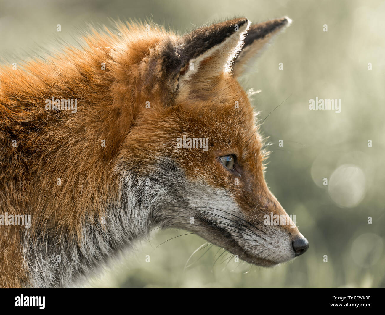 Wild Red Fox (Vulpes vulpes) scavenging in a natural woodland forest ...