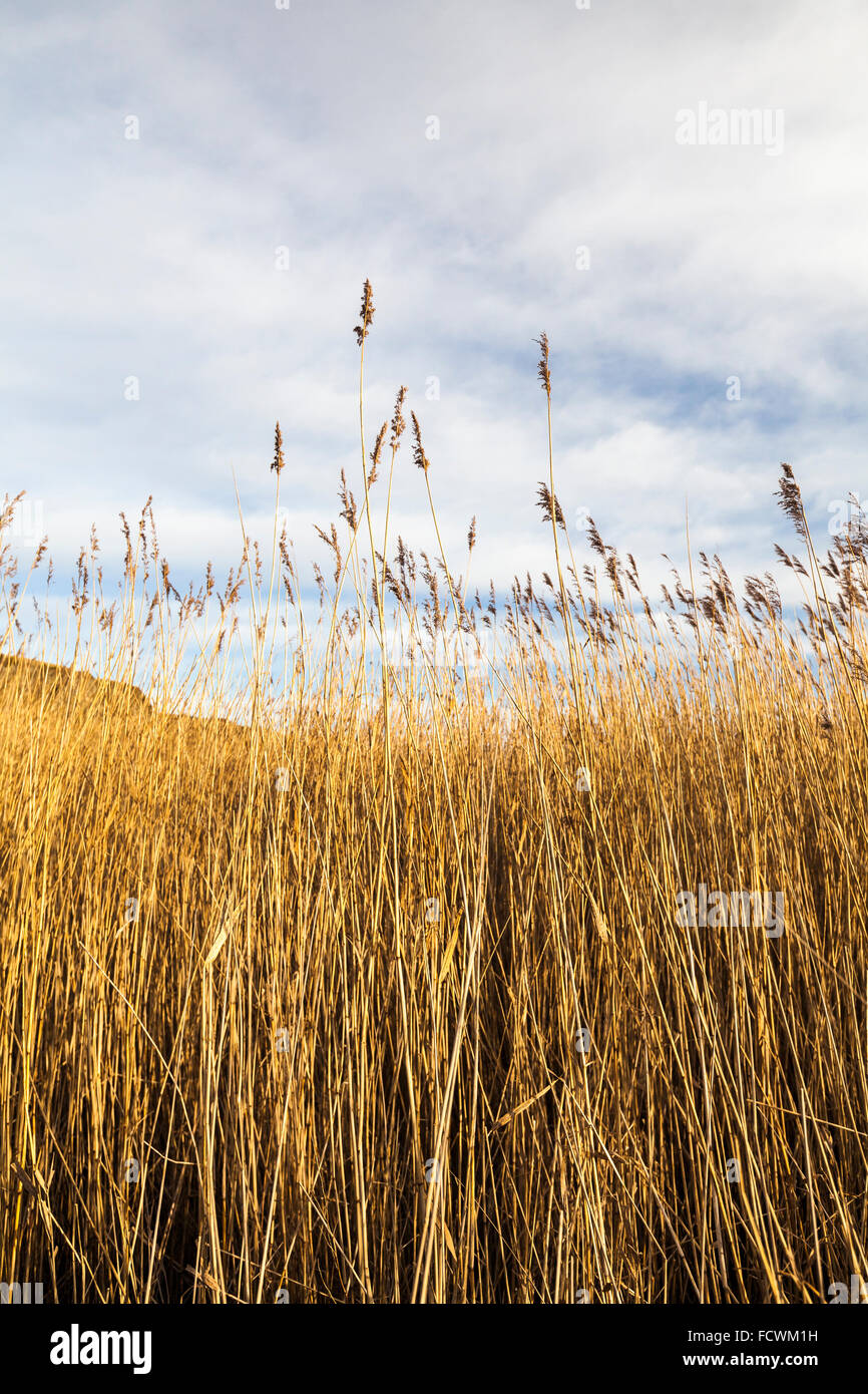 Reeds In the old river bed at St Cyrus Nature reserve in Scotland Stock ...