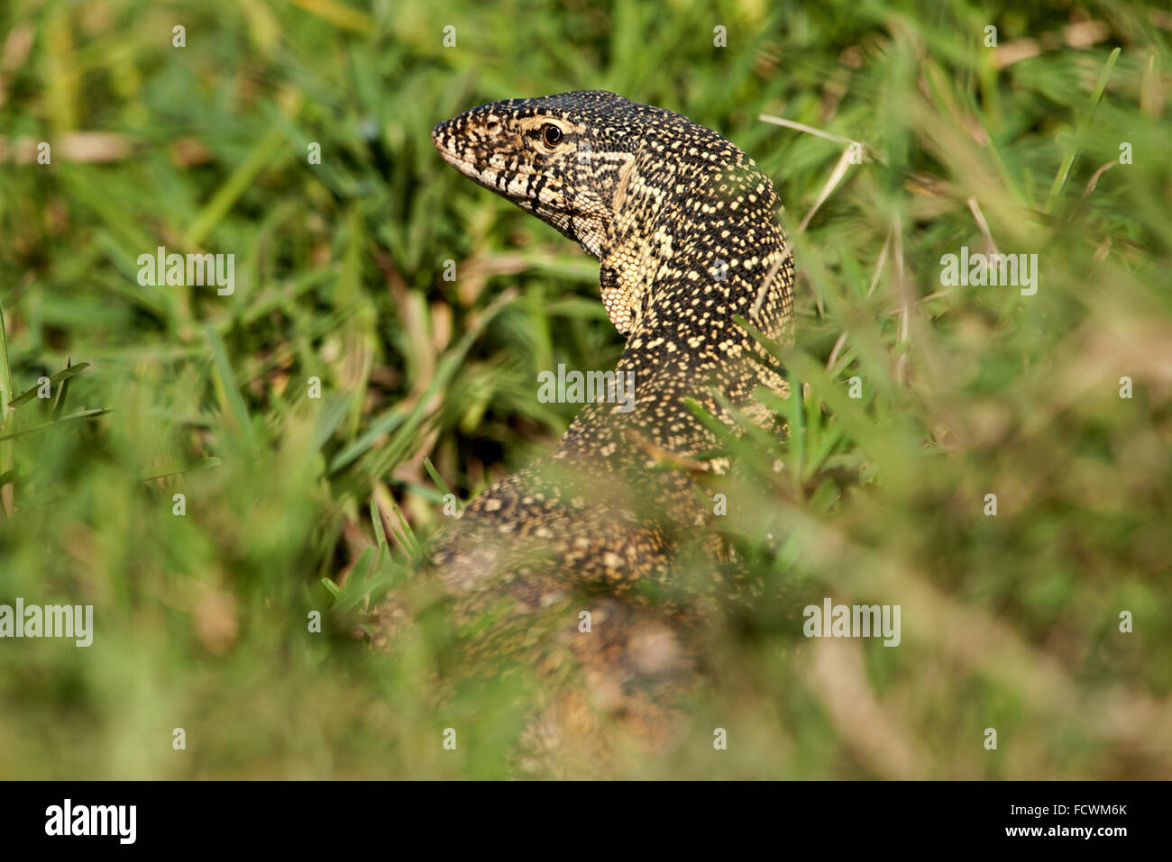 Water monitor lizard varanus hi-res stock photography and images - Alamy