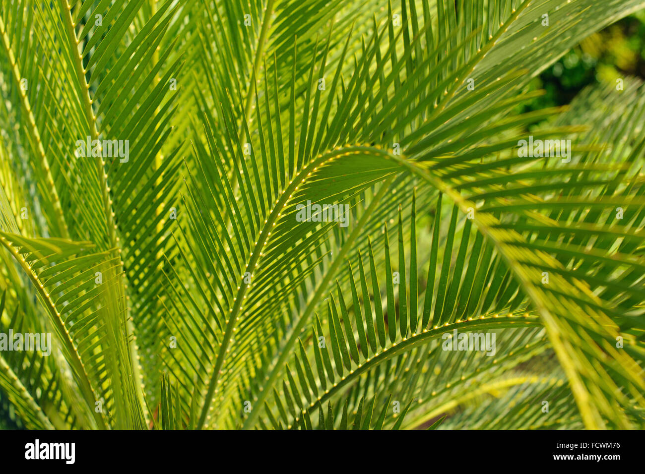 A Palm leaf Stock Photo - Alamy