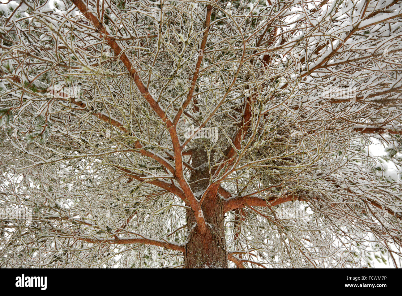 Tress covered with snow hi-res stock photography and images - Alamy
