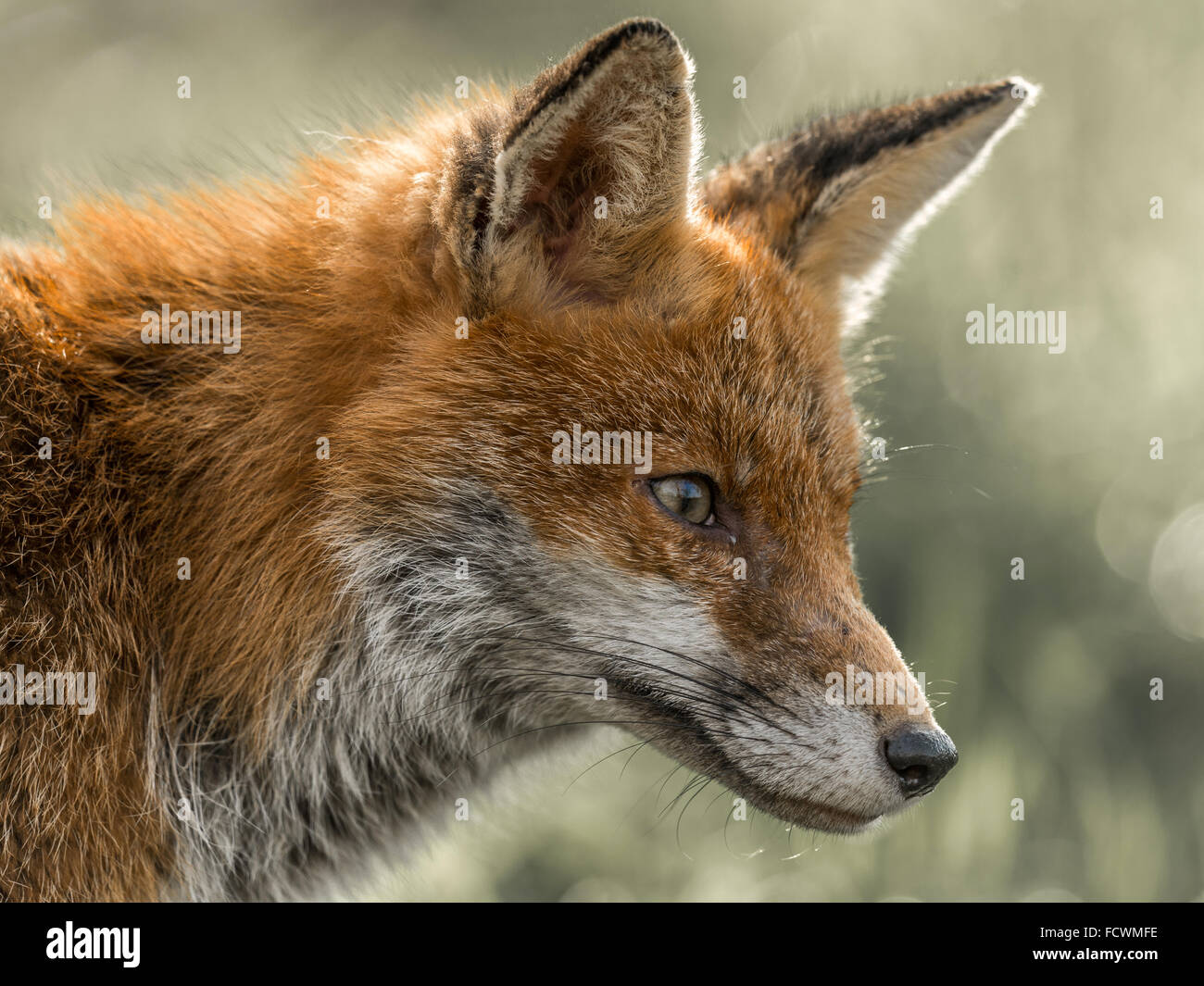 Wild Red Fox (Vulpes vulpes) scavenging in a natural woodland forest setting. Peering intently ...