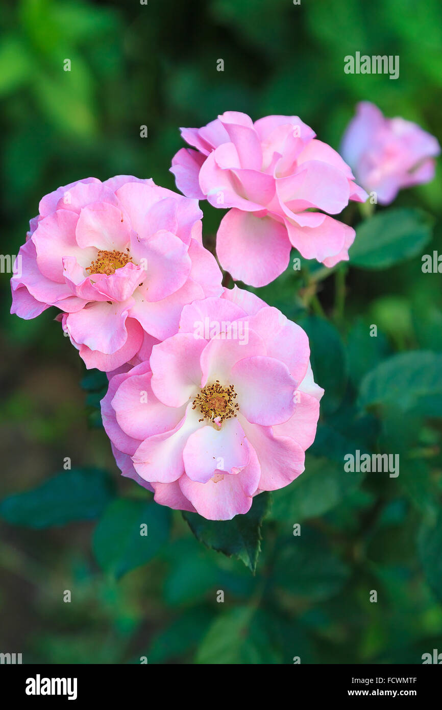 Beautiful pink roses with green leaf in the garden Stock Photo - Alamy