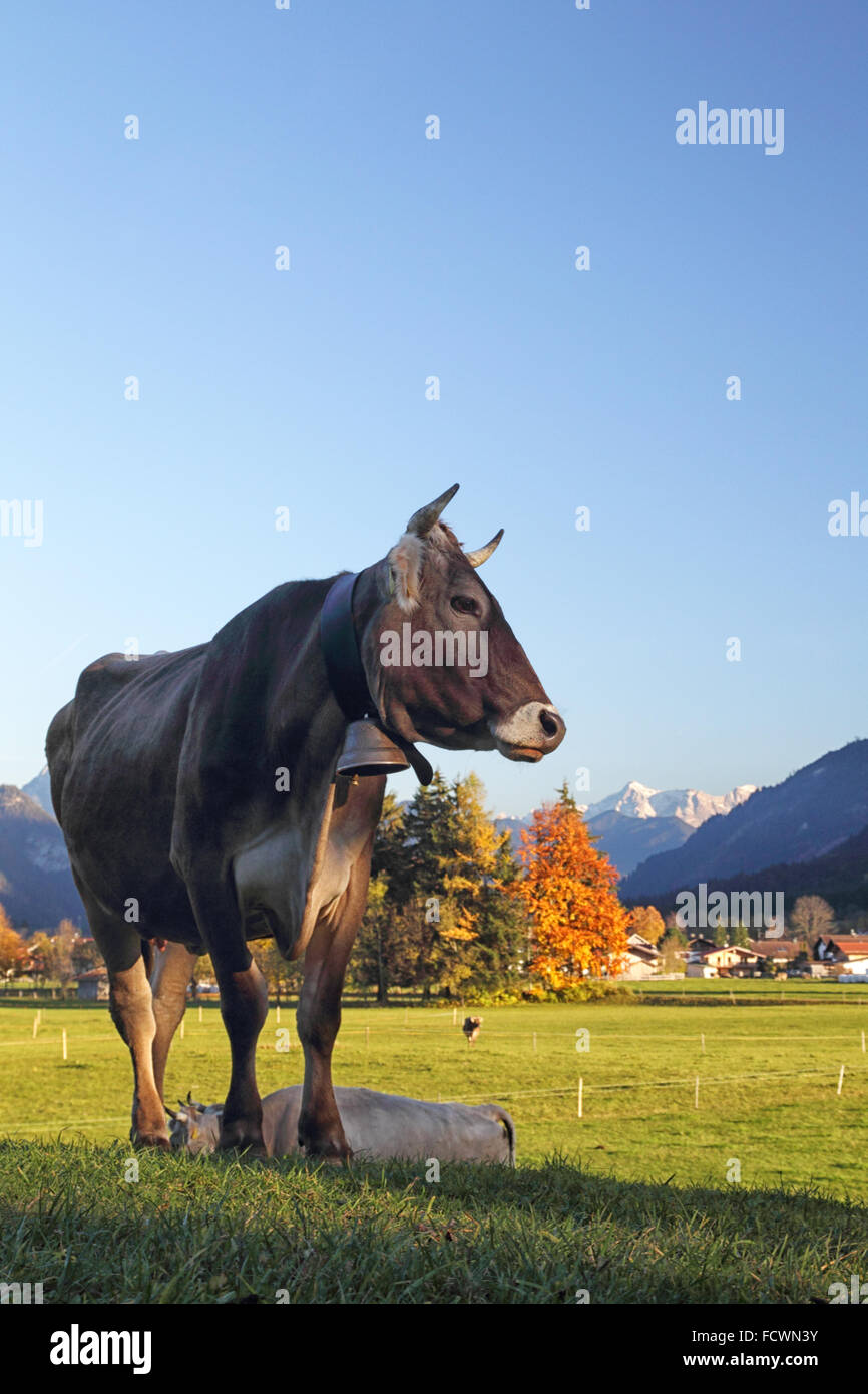 German farm alps cow hi-res stock photography and images - Alamy