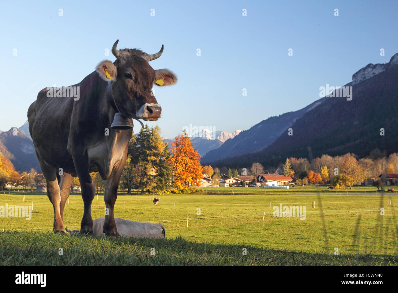 Brown cattle hi-res stock photography and images - Alamy
