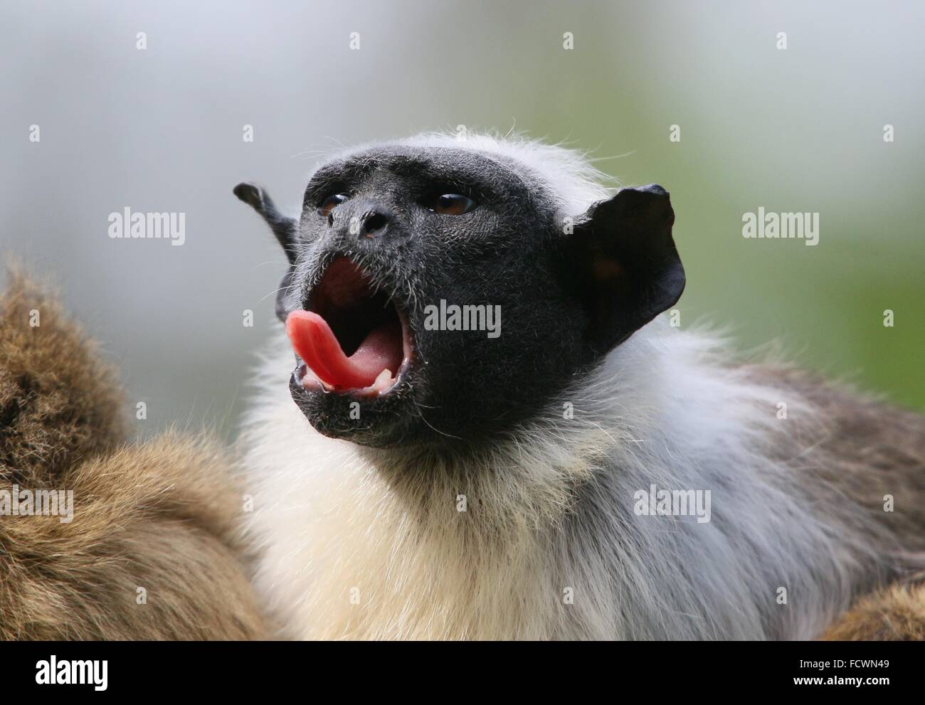 Brazilian Pied Tamarin monkey (Saguinus bicolor) eating a piece of ...