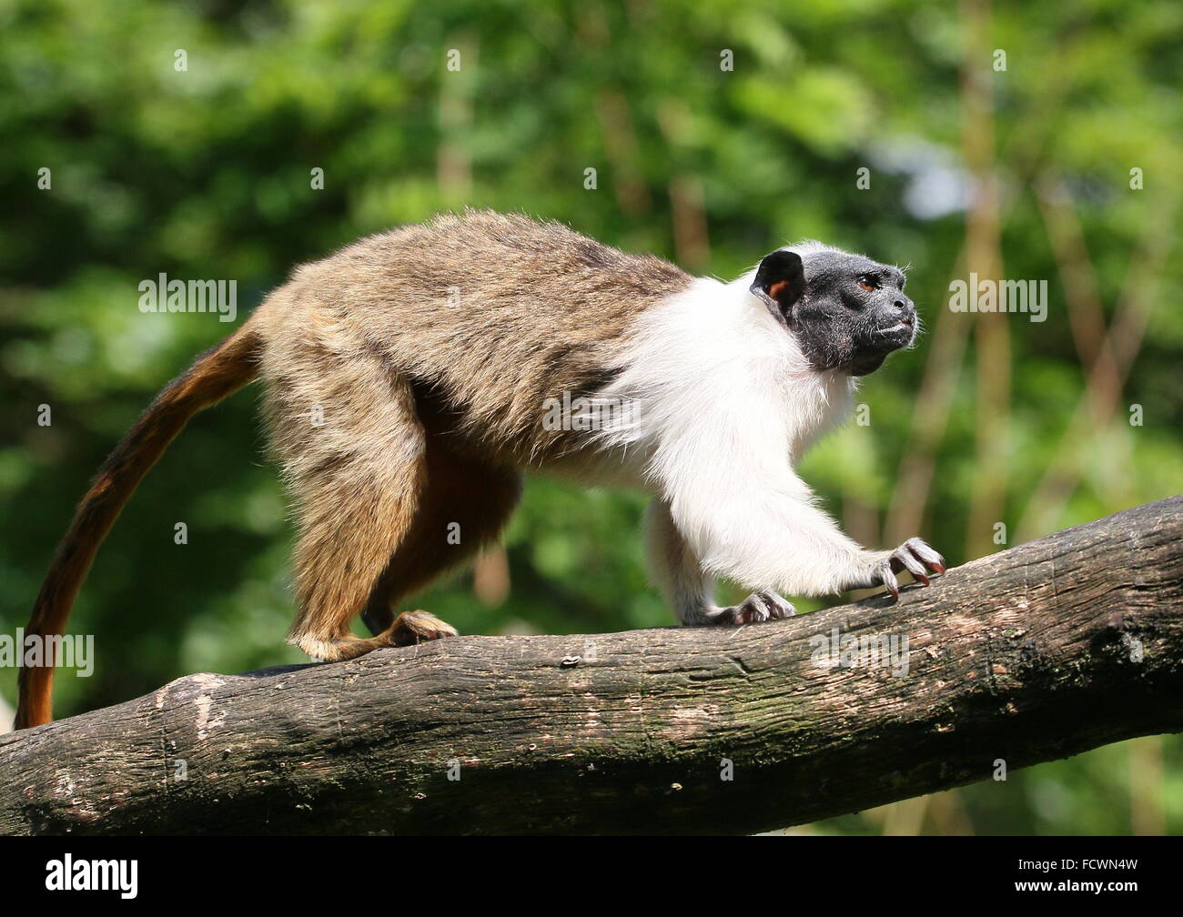 Brazilian Pied Tamarin monkey (Saguinus bicolor) walking on a branch in ...