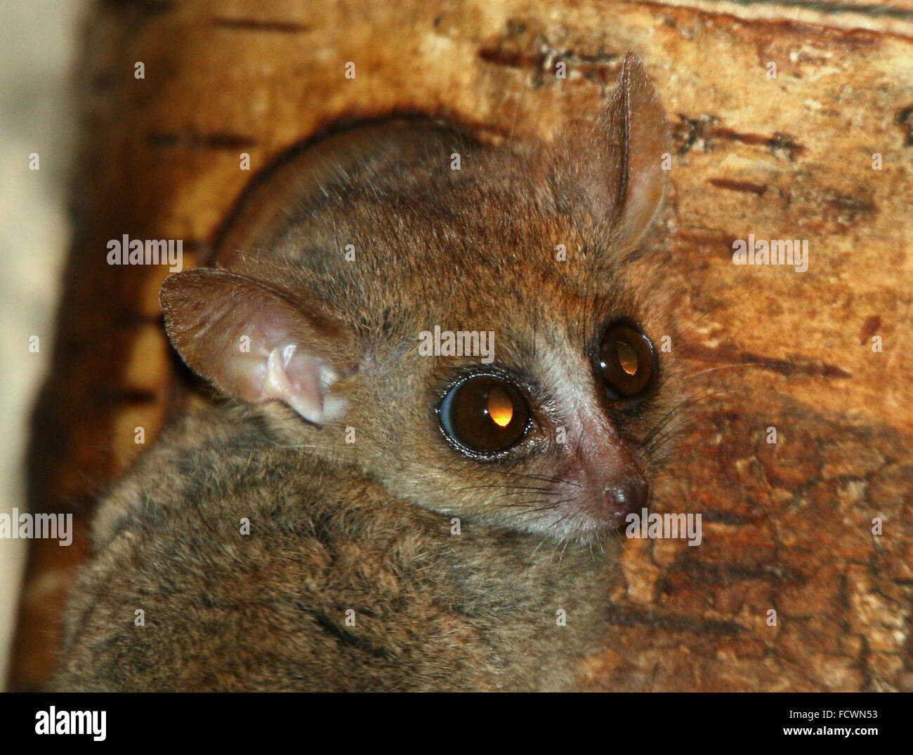Madagascan Gray mouse lemur (Microcebus murinus Stock Photo - Alamy