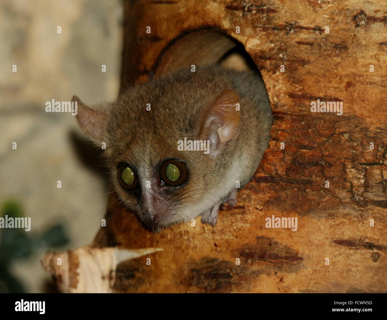 Mouse lemurs from madagascar hi-res stock photography and images - Alamy