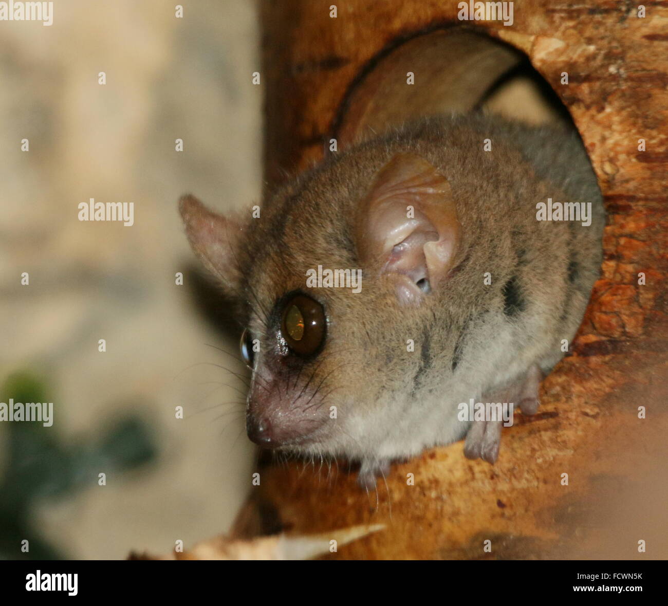 Madagascan Gray mouse lemur (Microcebus murinus). Captive animal at ...