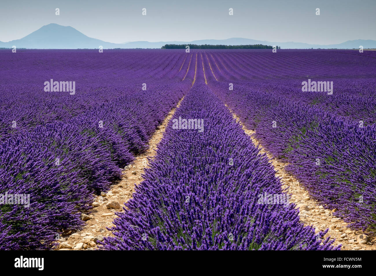 Lavender field near Valensole in Provence,France Stock Photo - Alamy