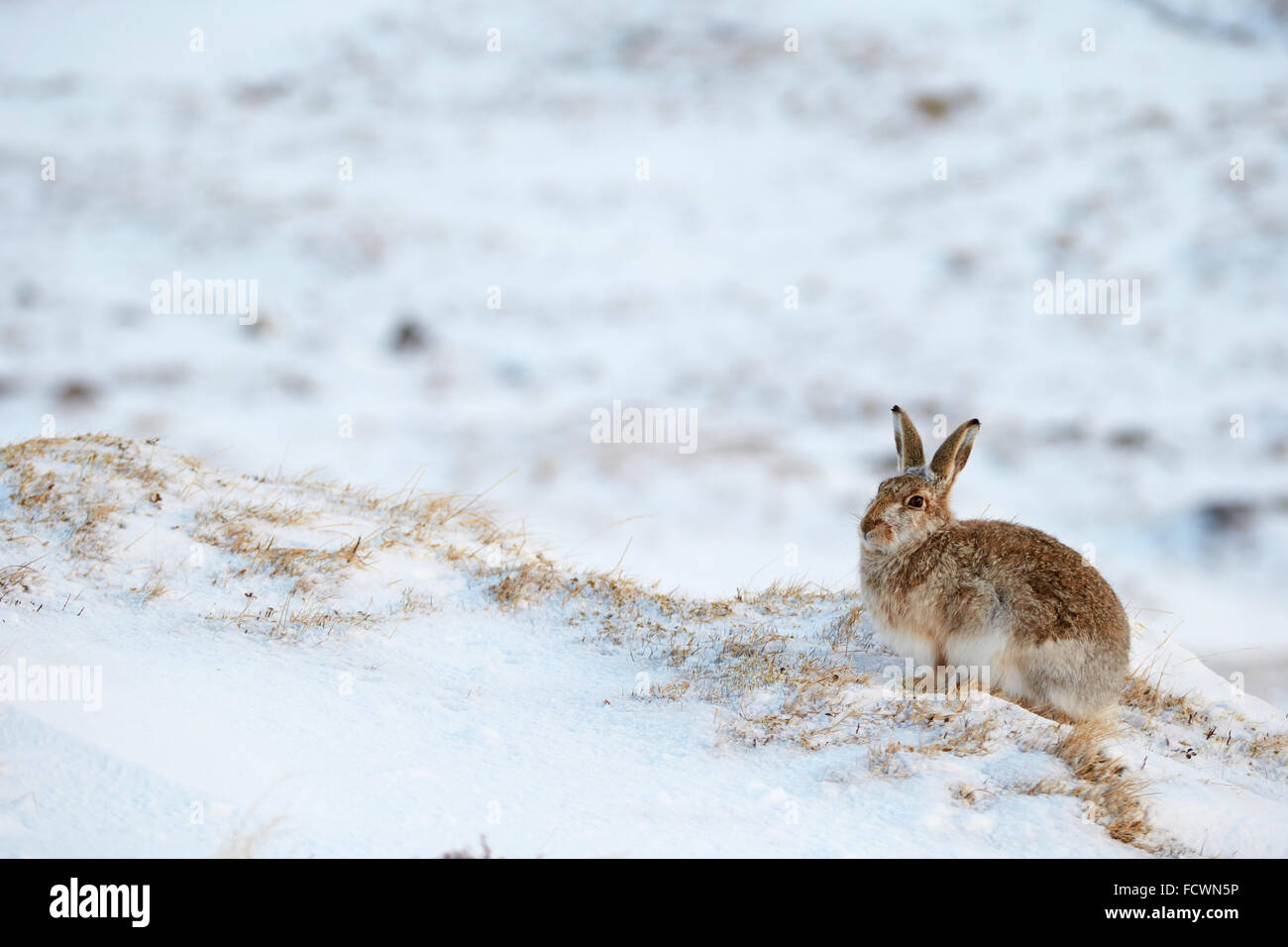 Mountain Hare on a snowy mountain (Lepus timidus) Cairngorm National ...
