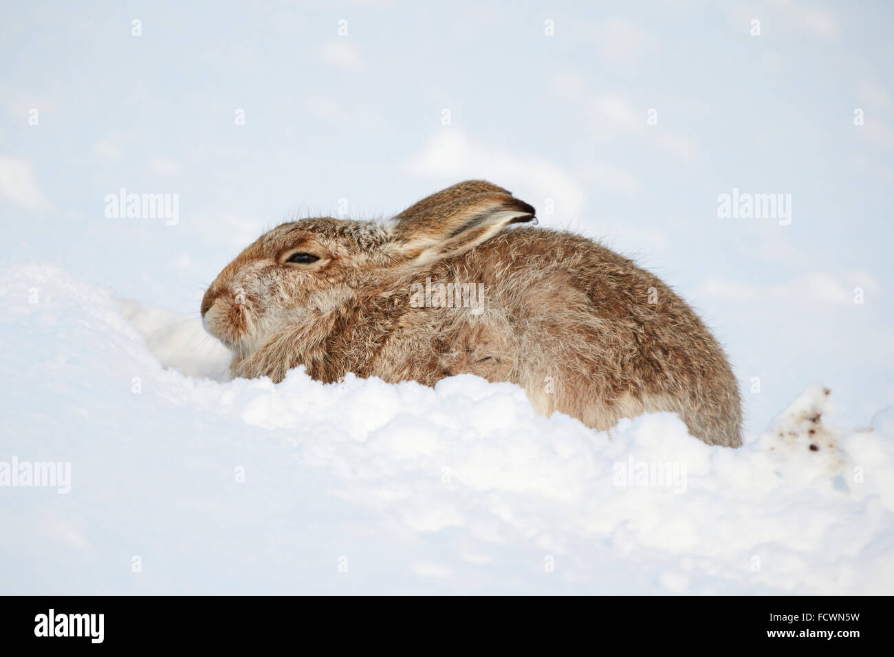 Mountain hare snow uk hi-res stock photography and images - Alamy