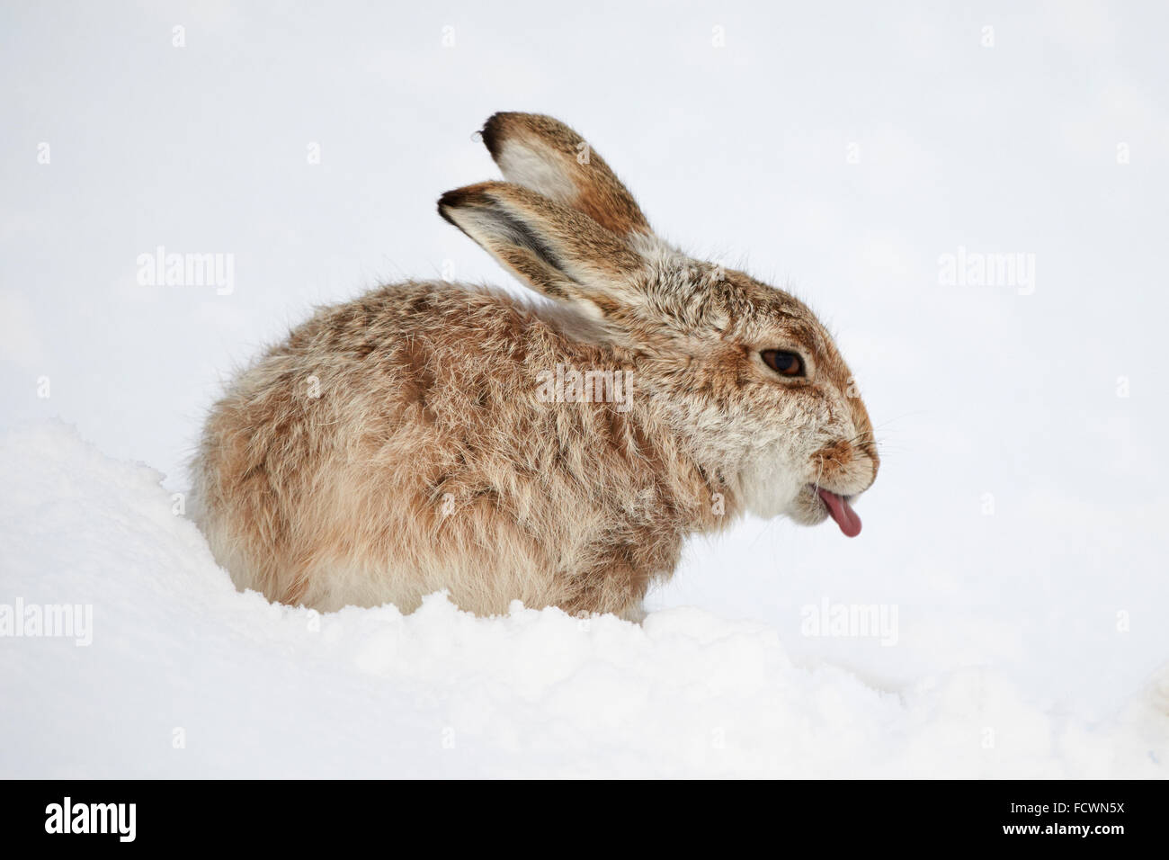 Mountain Hare on a snowy mountain (Lepus timidus) Cairngorm National ...
