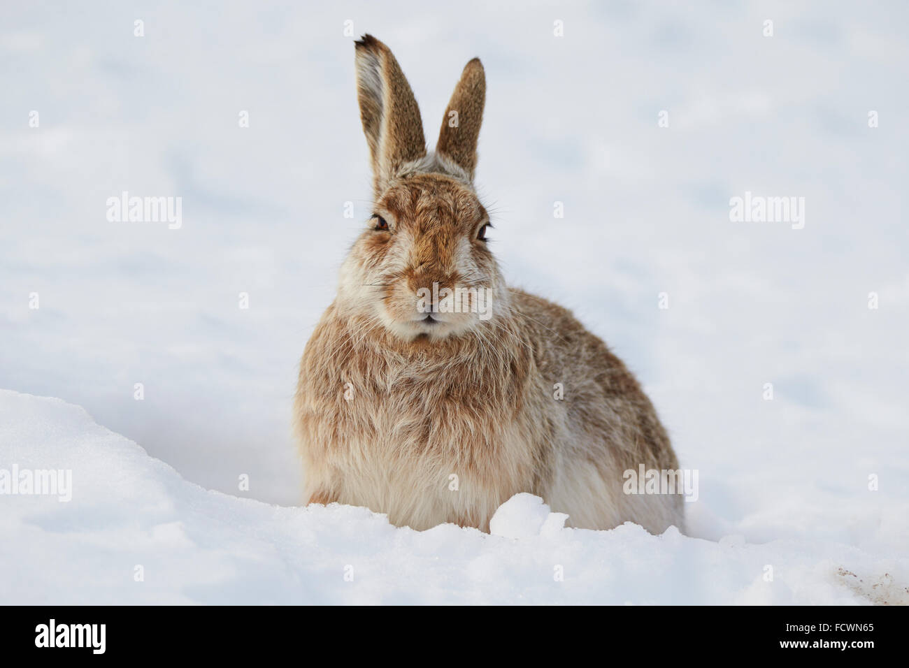 Winter mountain hare cute hi-res stock photography and images - Alamy