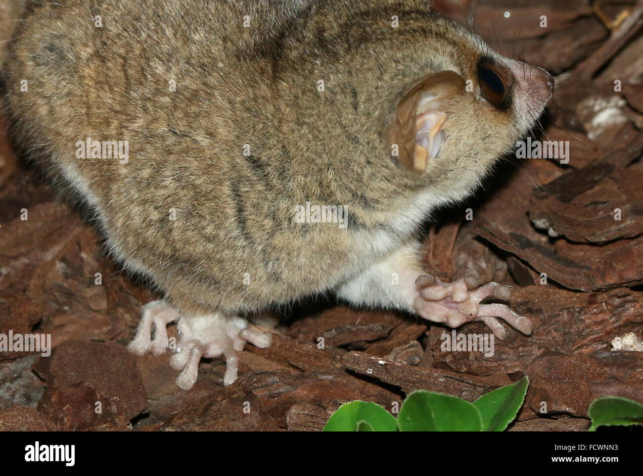 Madagascan Gray mouse lemur (Microcebus murinus) closeup of head and ...