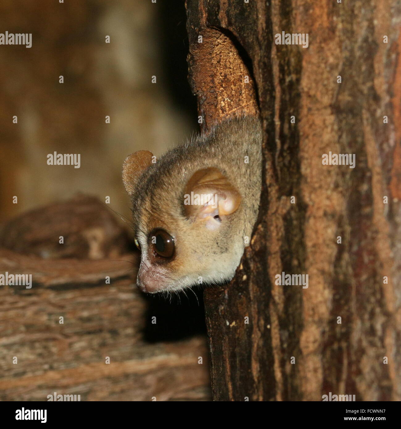 Madagascan Gray mouse lemur (Microcebus murinus) peeping out of a tree ...
