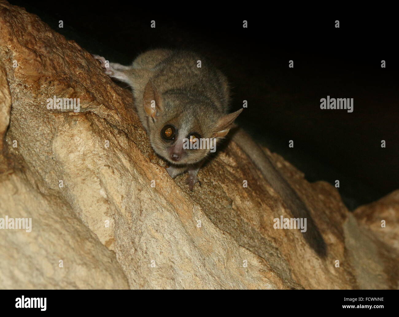 Madagascan Gray mouse lemur (Microcebus murinus) on a rock Stock Photo ...