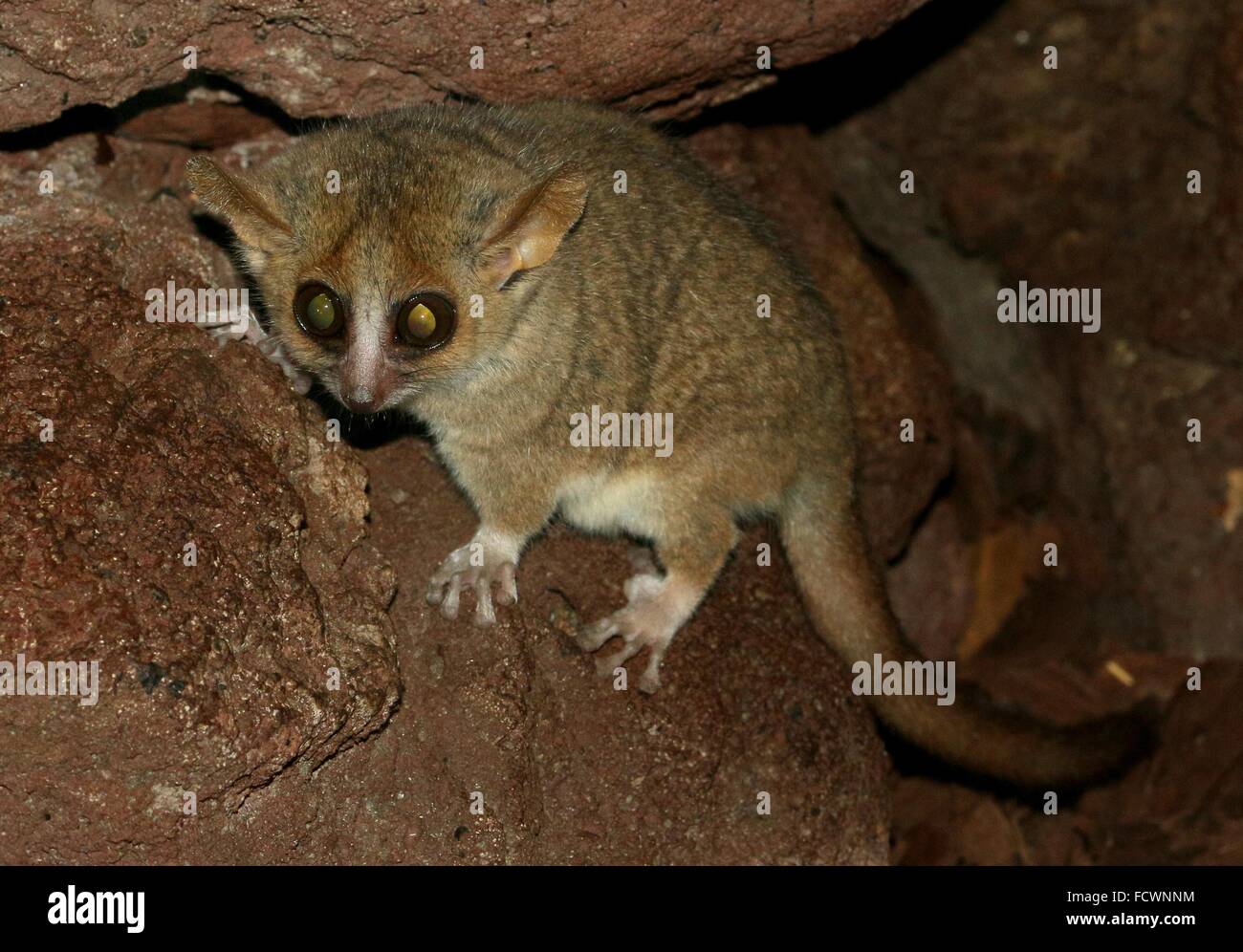 Closeup of a minute Madagascan Gray mouse lemur (Microcebus murinus ...