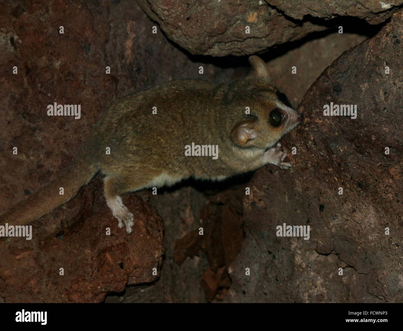 Madagascan Gray mouse lemur (Microcebus murinus Stock Photo - Alamy