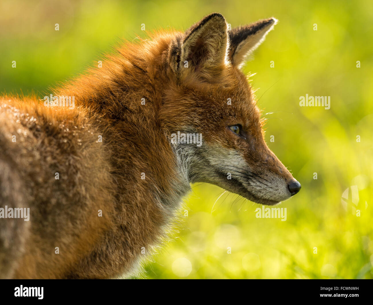 Wild Red Fox (Vulpes vulpes) scavenging in a natural woodland forest setting. Peering intently ...