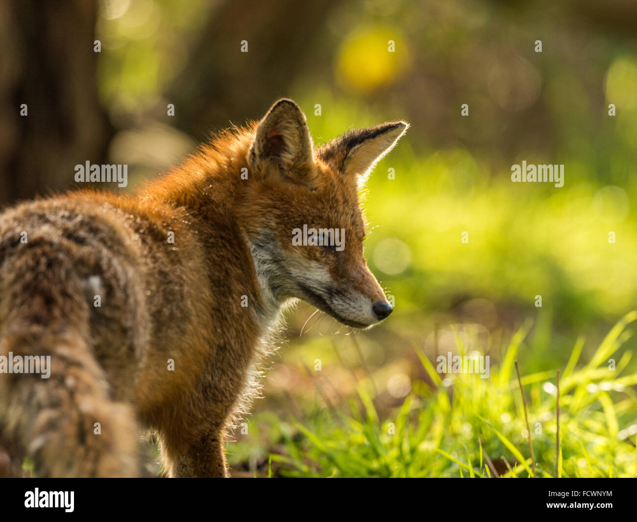 Wild Red Fox (Vulpes vulpes) scavenging in a natural woodland forest setting. Peering intently ...