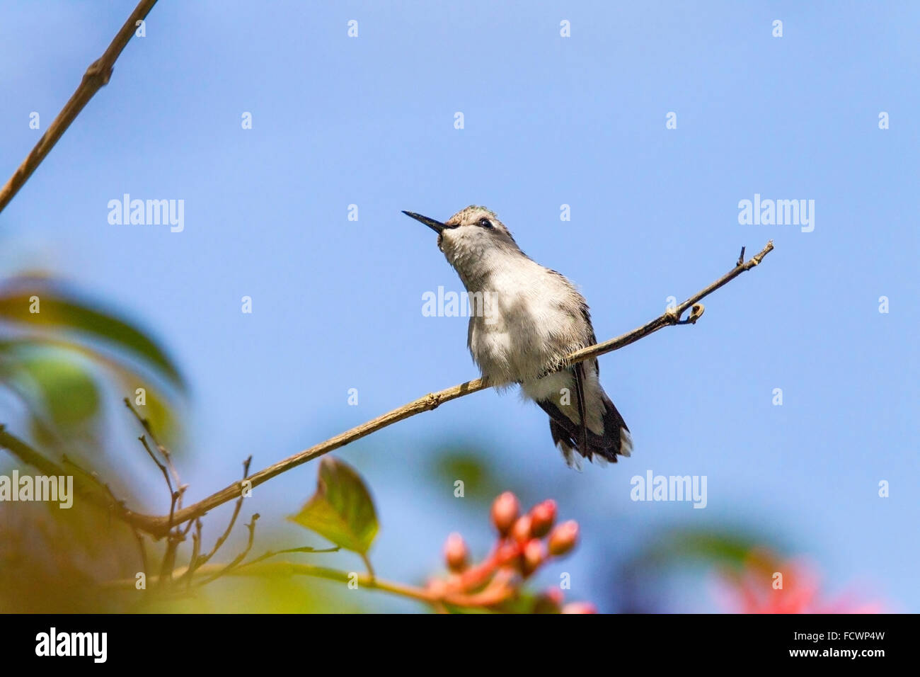 bee hummingbird (Mellisuga helenae) single wild adult male perched on ...