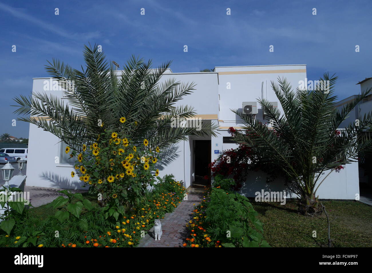 Bahrain tree palm palms hi-res stock photography and images - Alamy