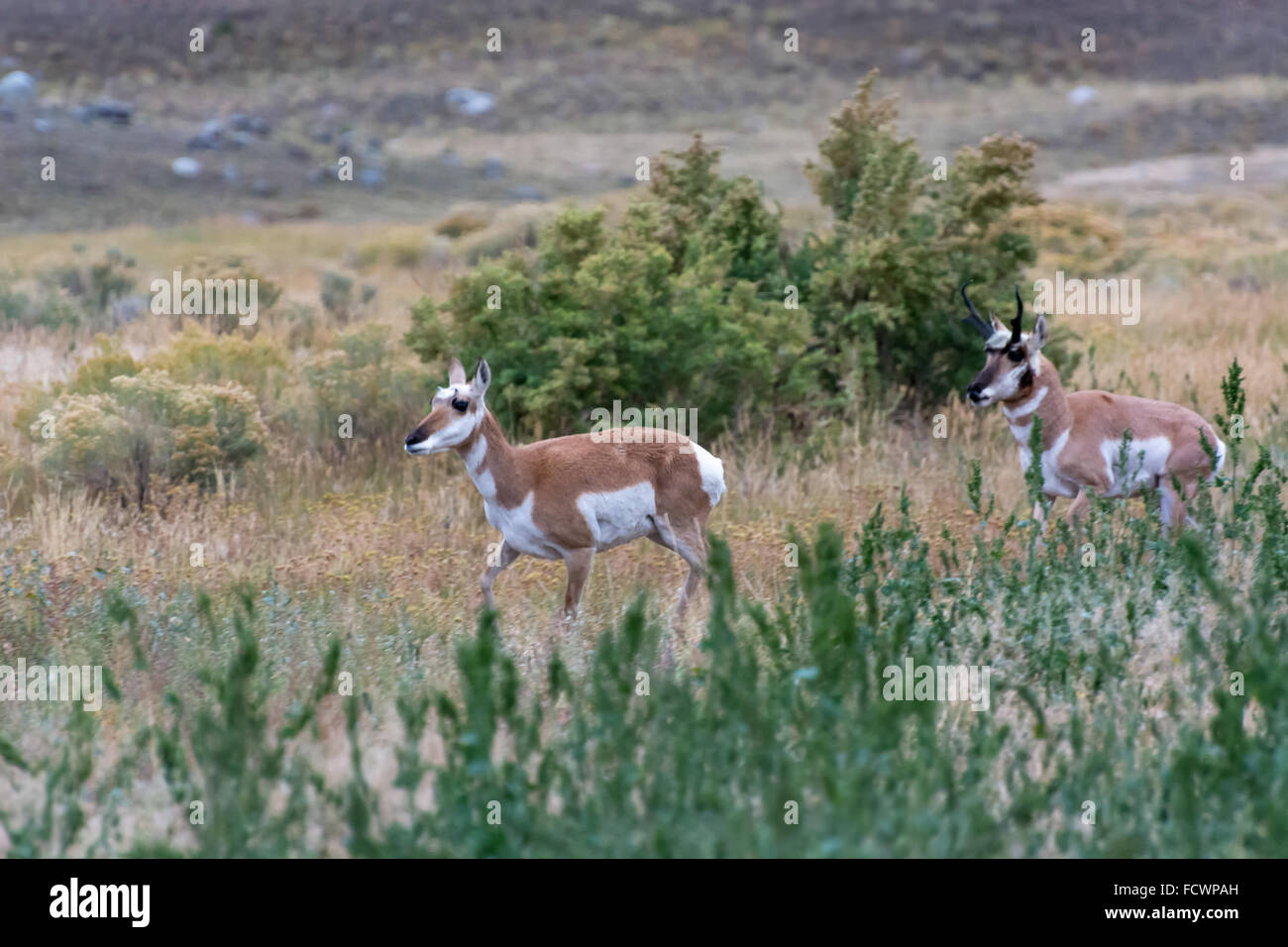 Pronghorn (Antilocapra americana Stock Photo - Alamy