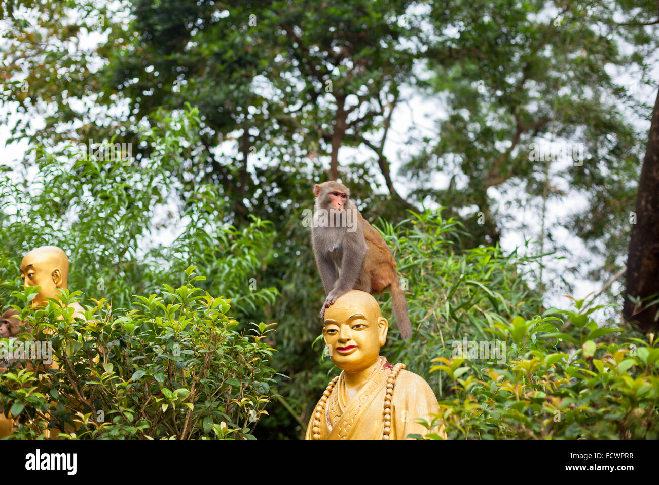 Portrait of monkey sitting on head statue of monk. horizontal shot ...