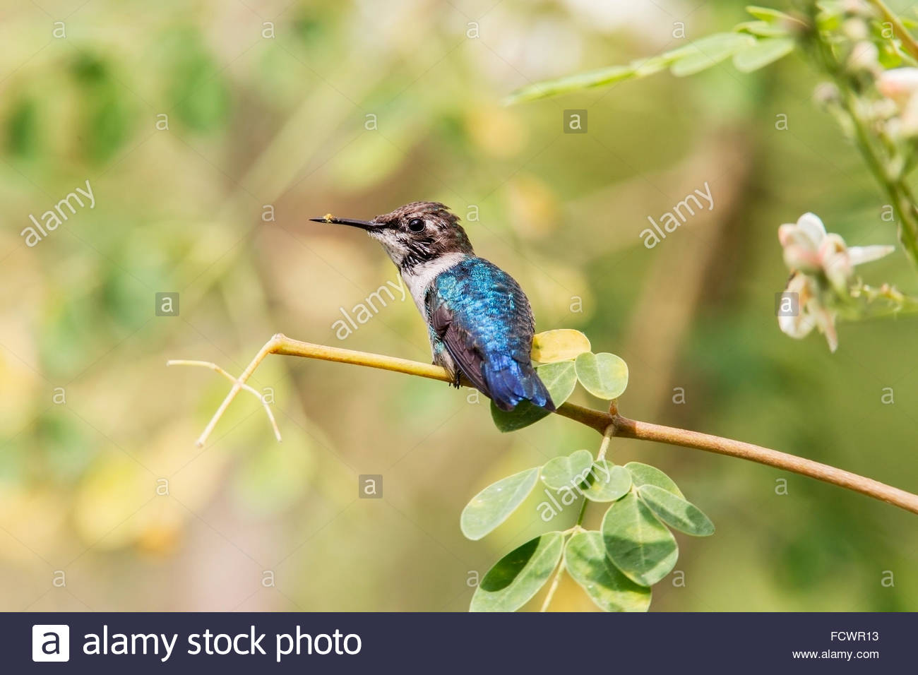 Cuban Bee Hummingbird Stock Photos & Cuban Bee Hummingbird Stock Images ...