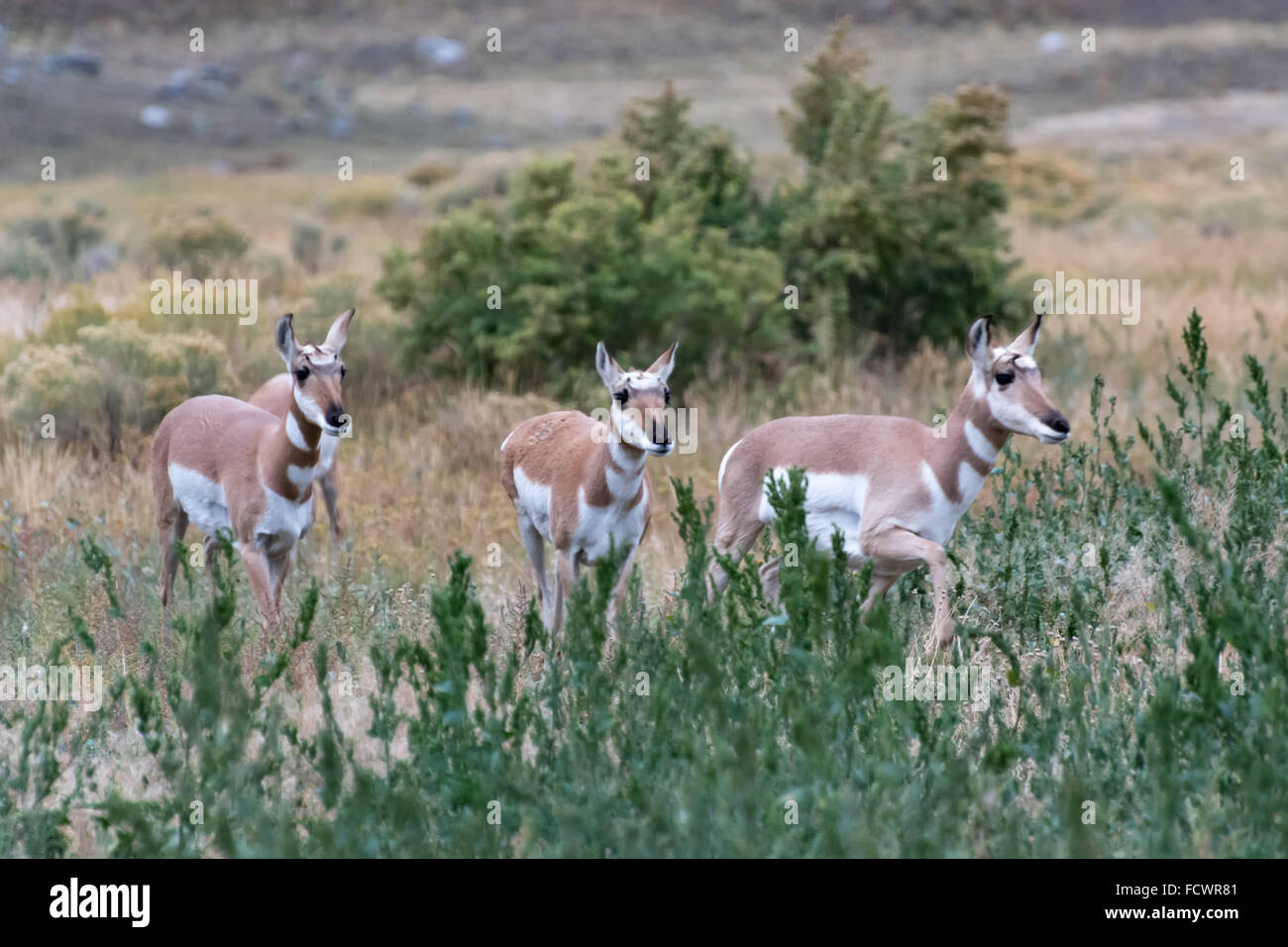 Pronghorn (Antilocapra americana Stock Photo - Alamy