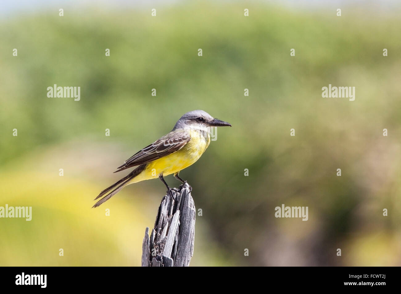 tropical kingbird (Tyrannus melancholicus) flycatcher adult perched on ...