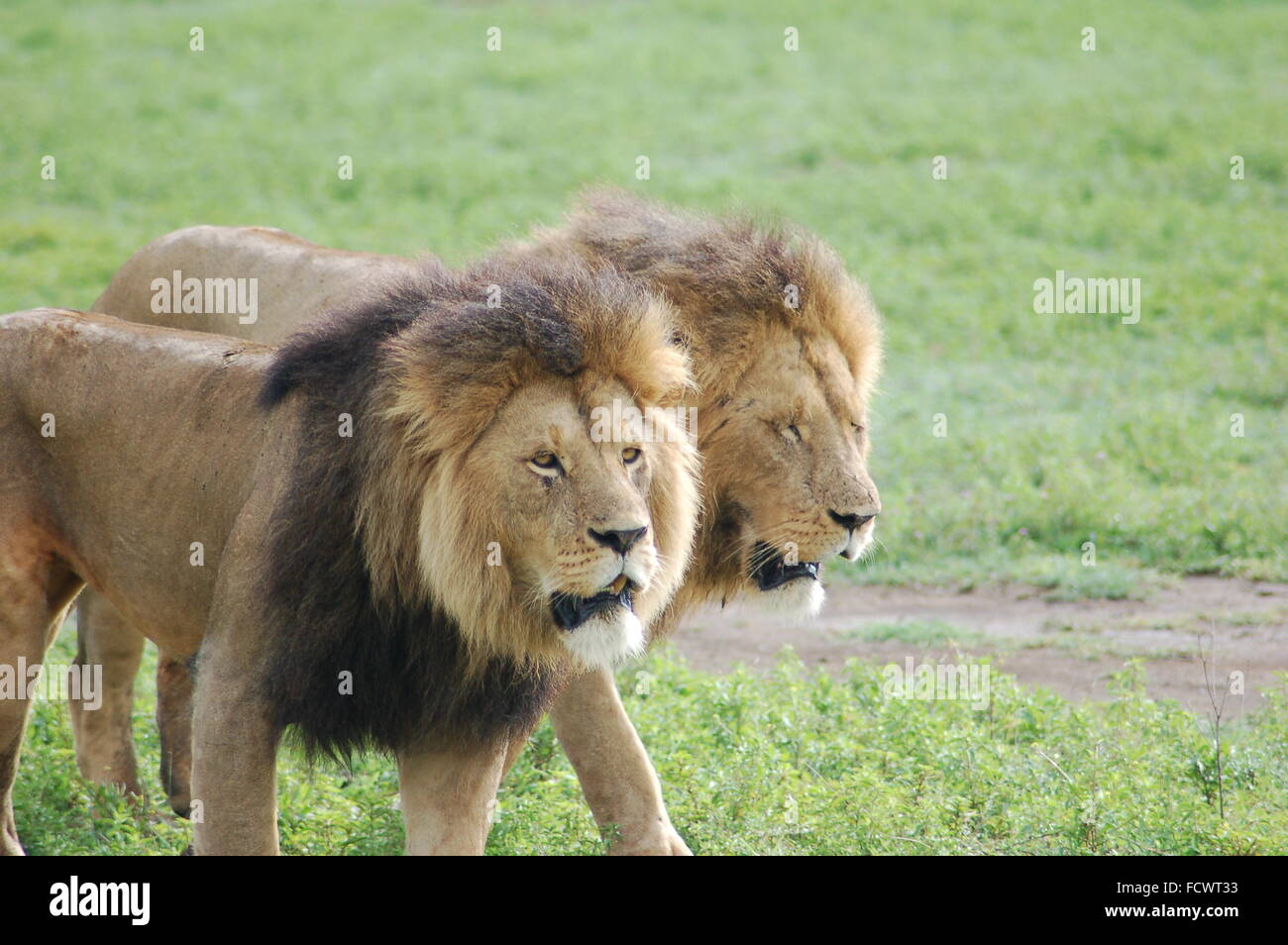 A pair of African Lions protecting their pride territory Stock Photo ...