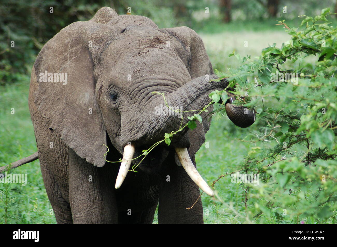 Young African elephant eating Stock Photo - Alamy