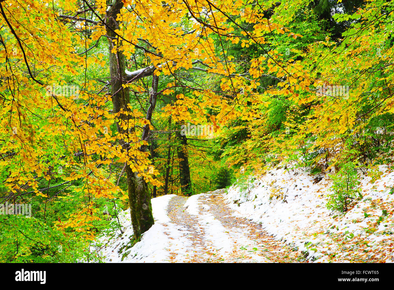 Autumn beech forest in the fog and the first snow Stock Photo - Alamy