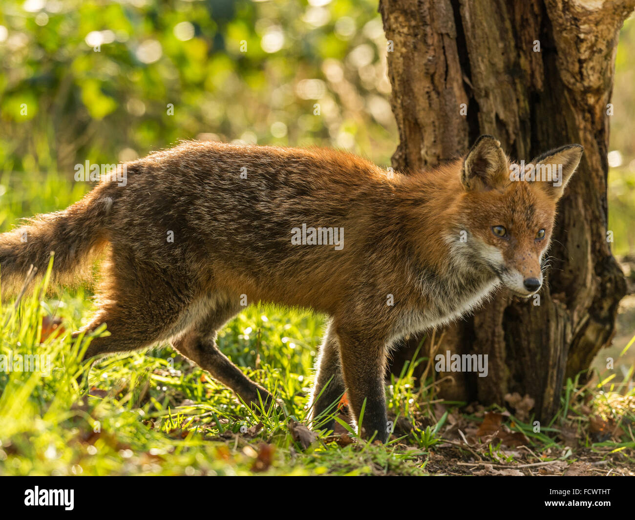 Wild Red Fox (Vulpes vulpes) scavenging in a natural woodland forest ...