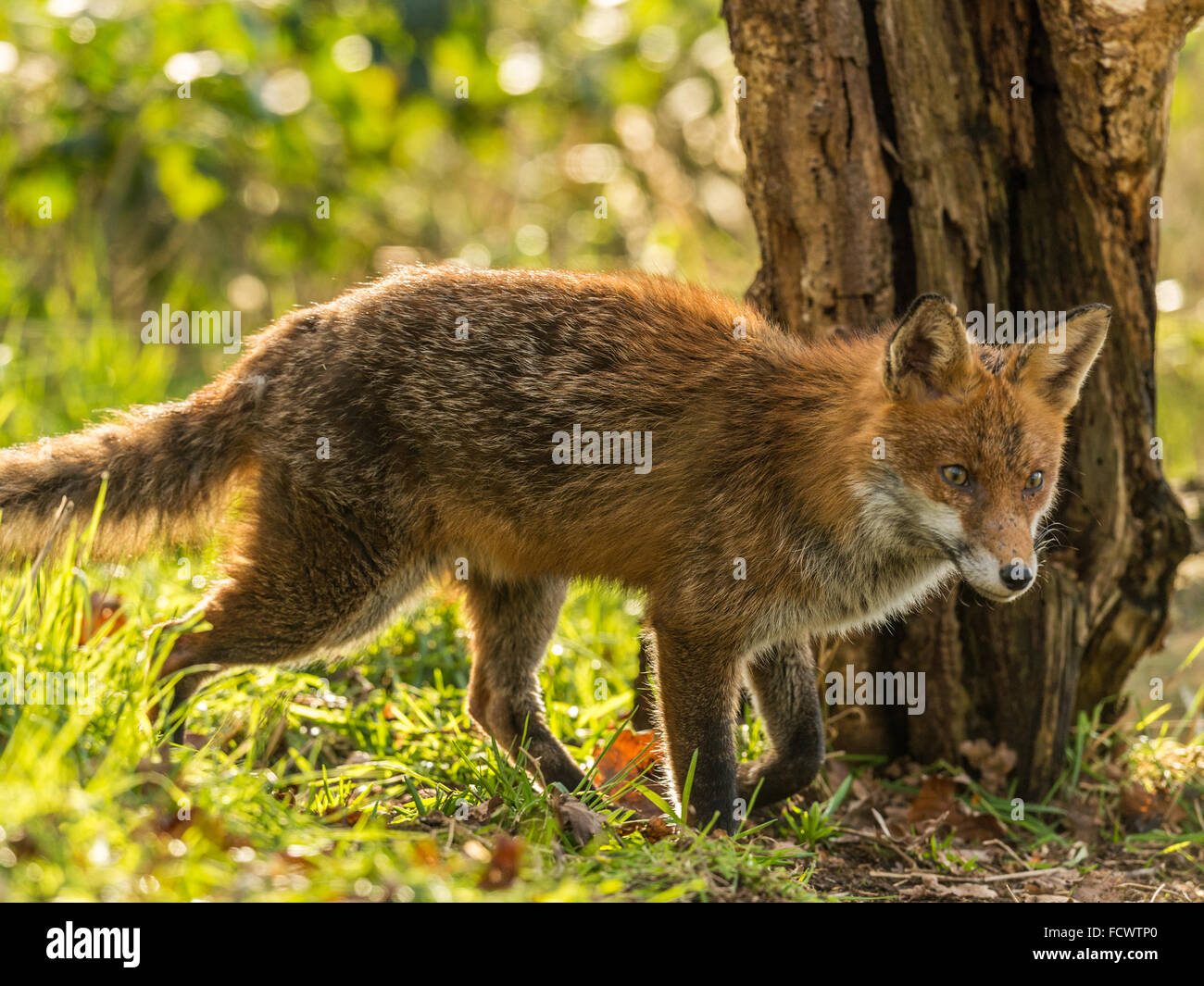 Wild Red Fox (Vulpes vulpes) scavenging in a natural woodland forest setting. Peering intently ...