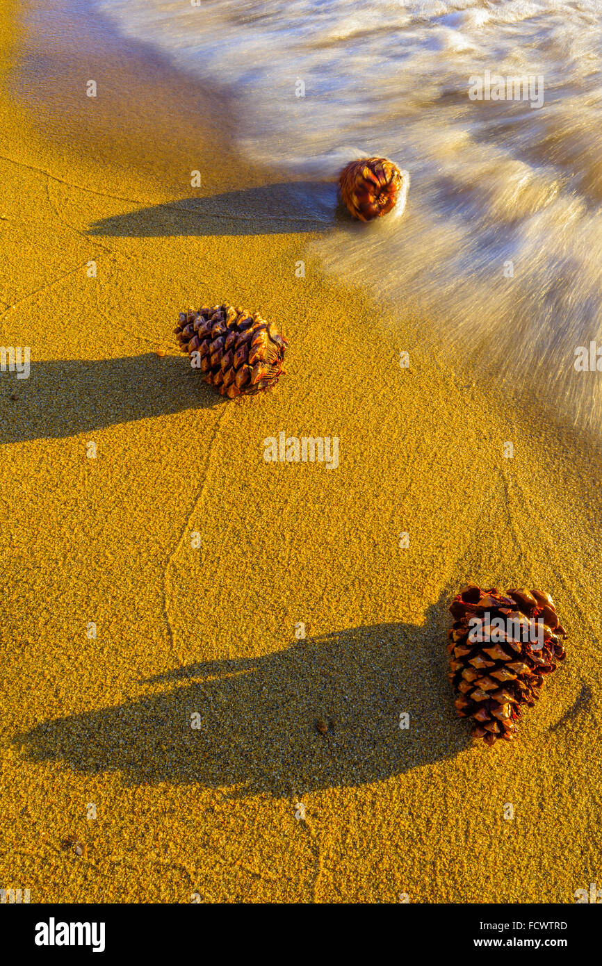 Pine cones on beach with waves at Zephyr Beach, Lake Tahoe Stock Photo ...