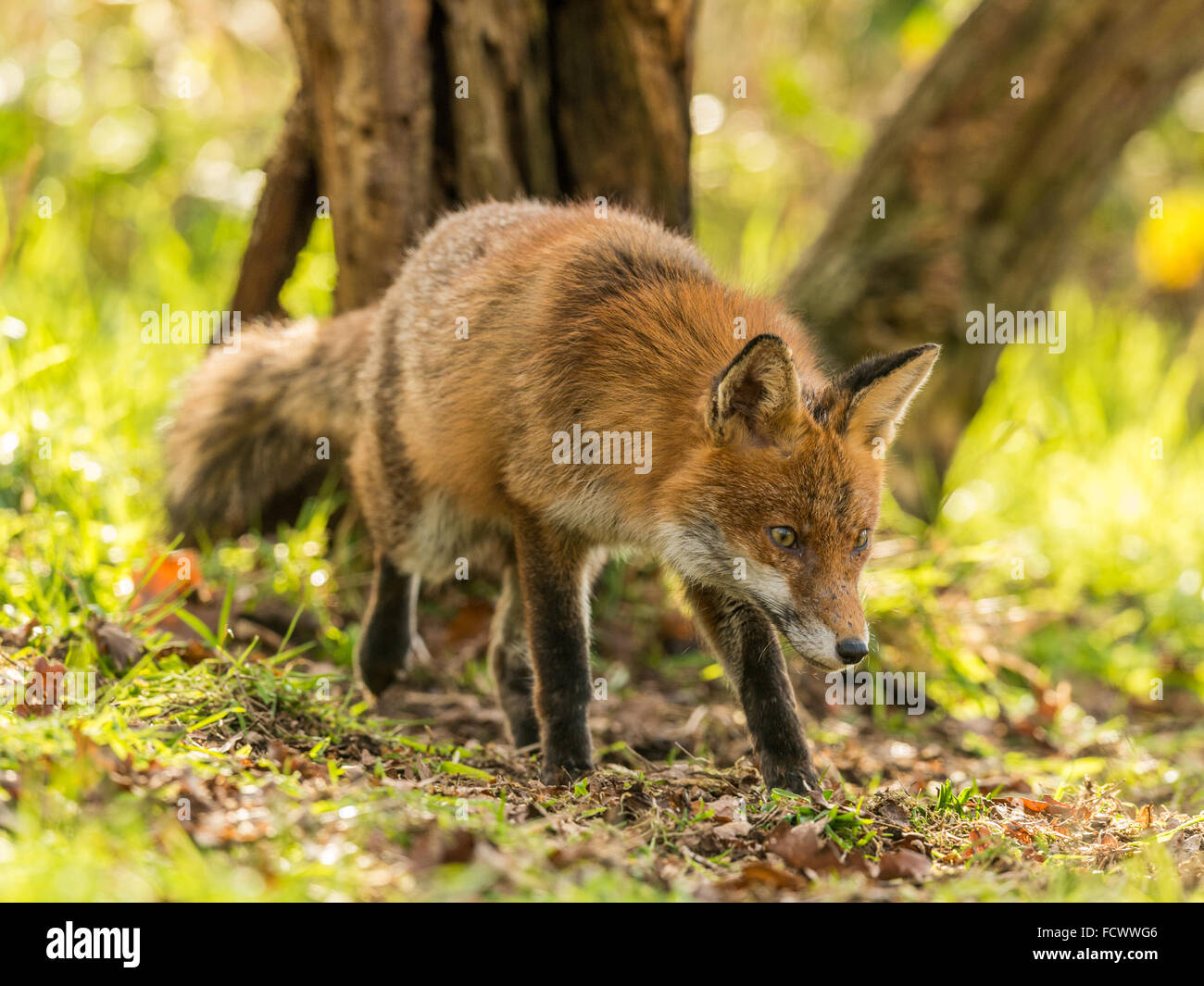 Wild Red Fox (Vulpes vulpes) scavenging in a natural woodland forest setting. Peering intently ...