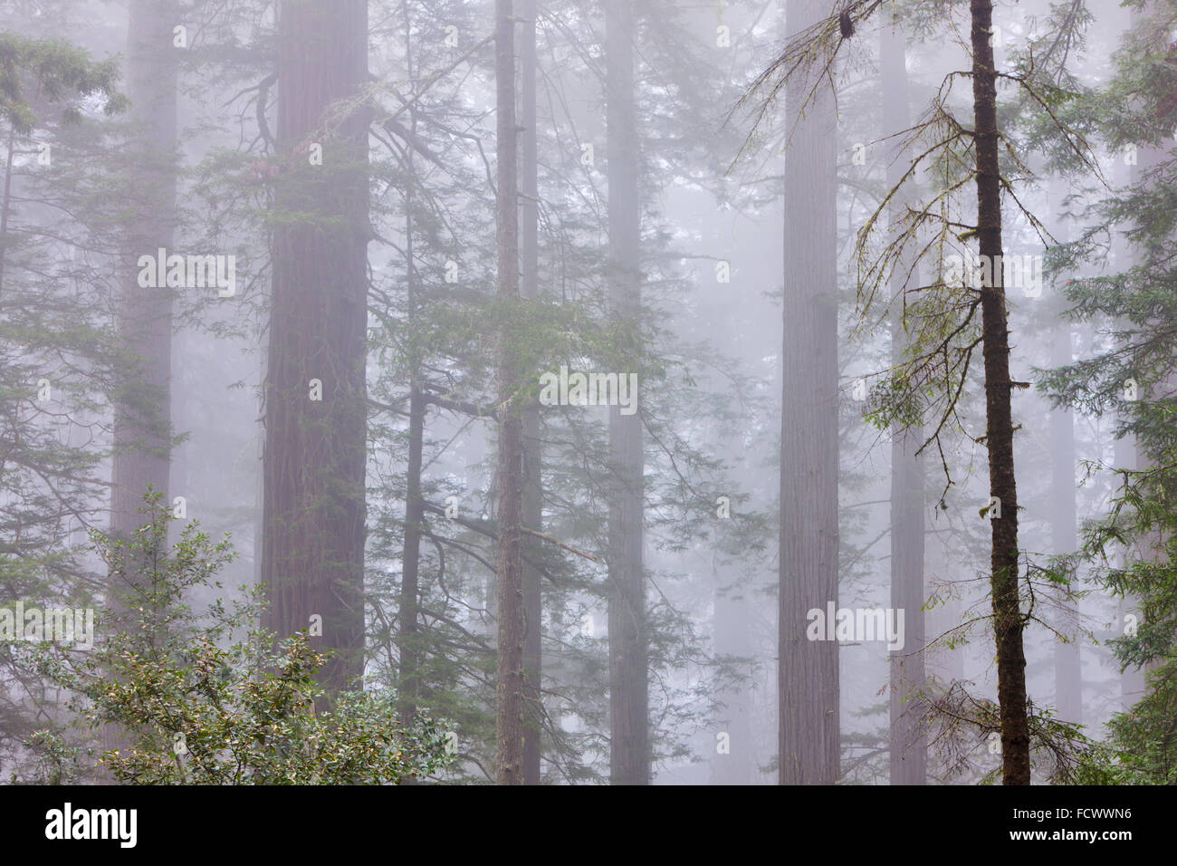 Redwood forest in Redwood National Park, California Stock Photo - Alamy