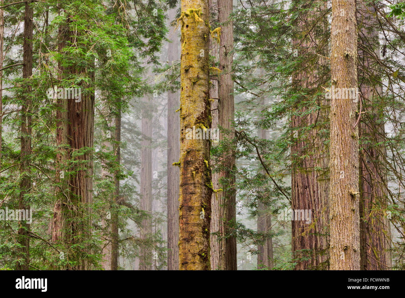 Redwood forest in Redwood National Park, California Stock Photo - Alamy