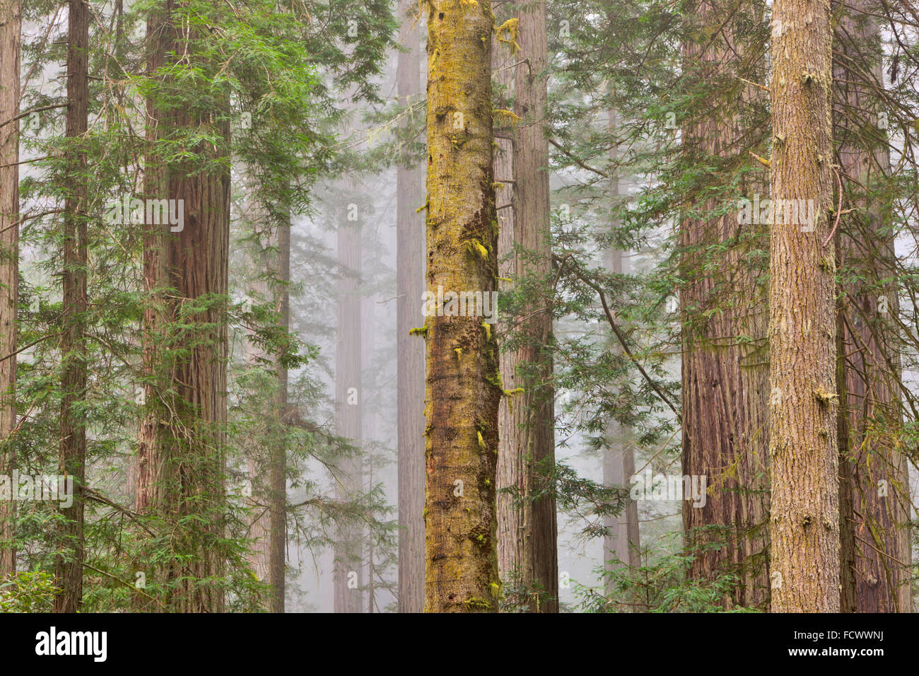 Redwood forest in Redwood National Park, California Stock Photo - Alamy