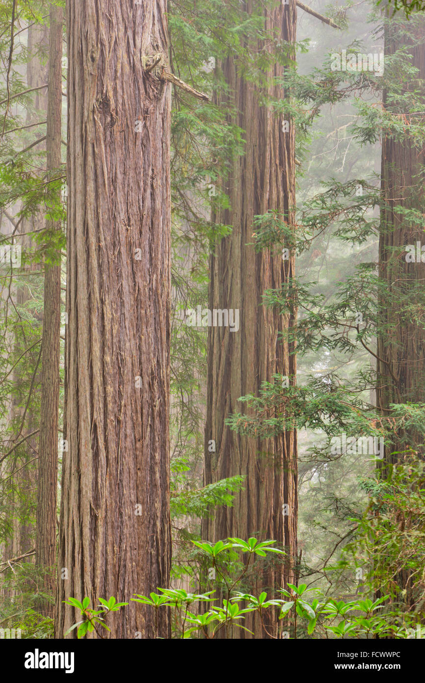 Redwood forest in Redwood National Park, California Stock Photo - Alamy