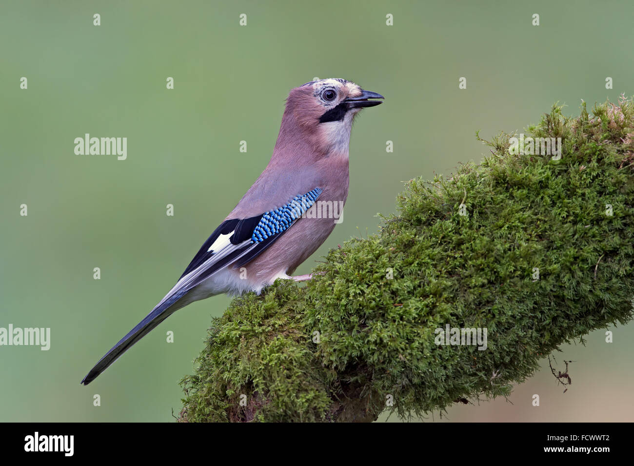 Jay (Garrulus Glandarius Stock Photo - Alamy