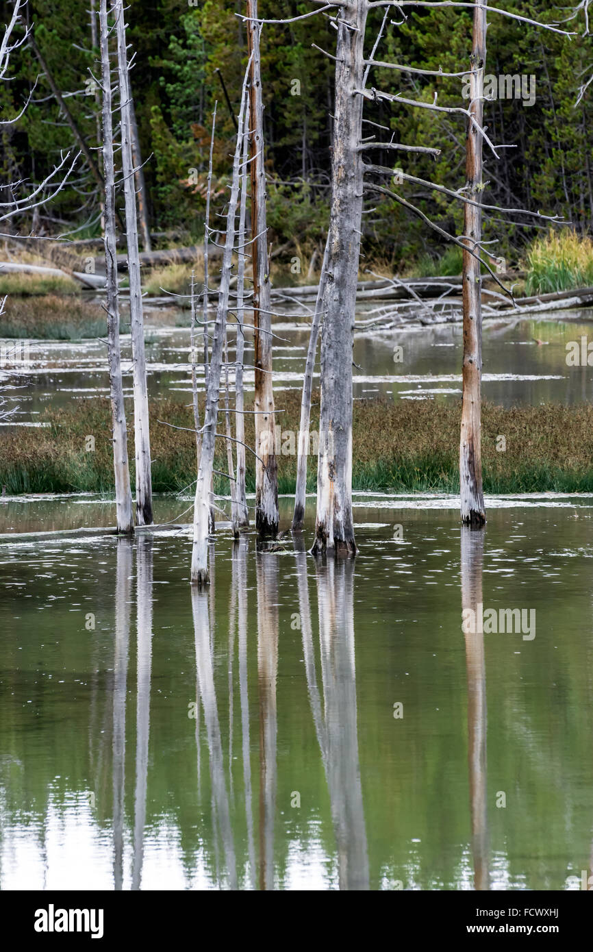 Dead Trees in a Yellowstone Lake Stock Photo - Alamy