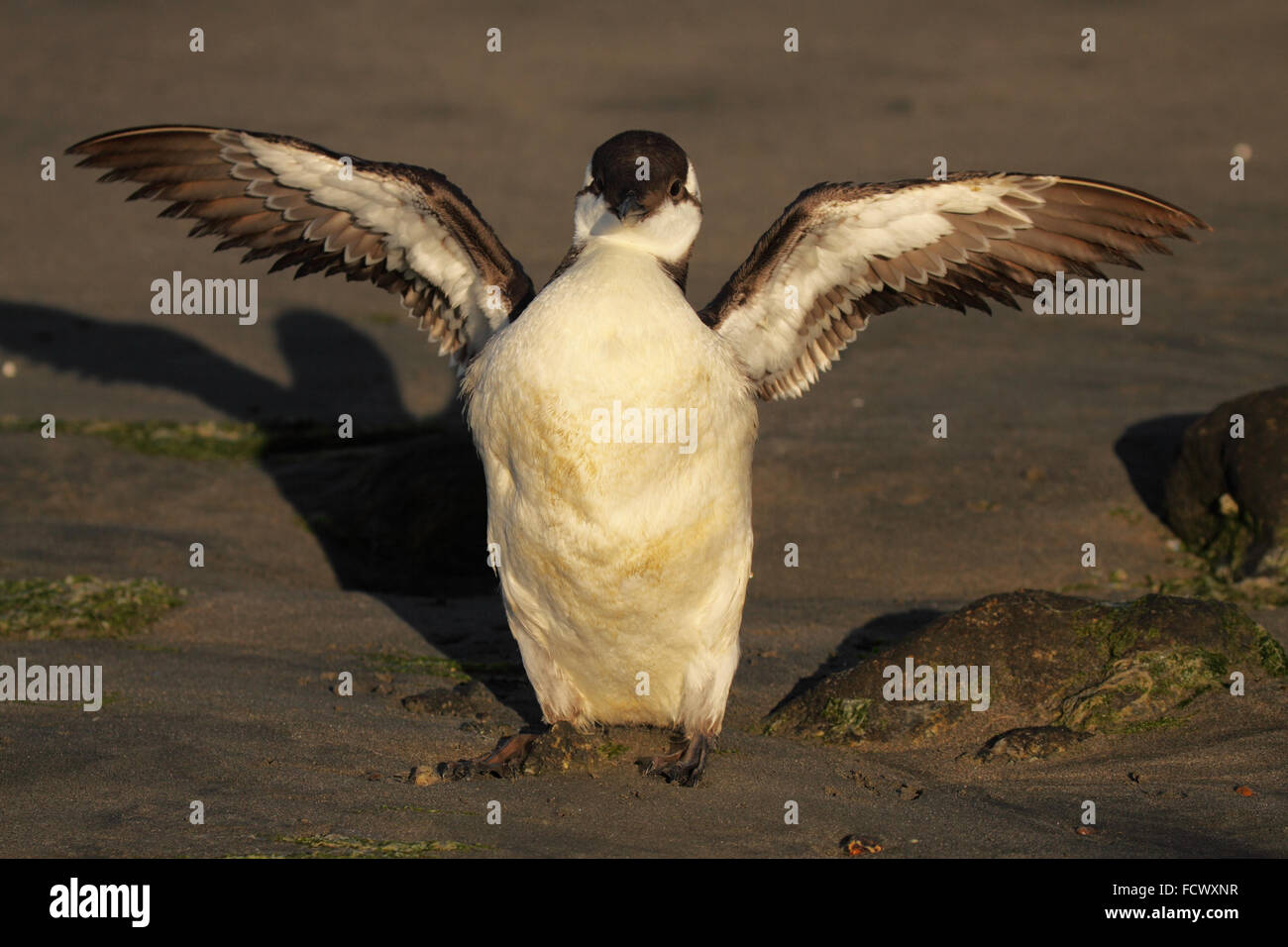 A Common Murre with its wings raised Stock Photo - Alamy