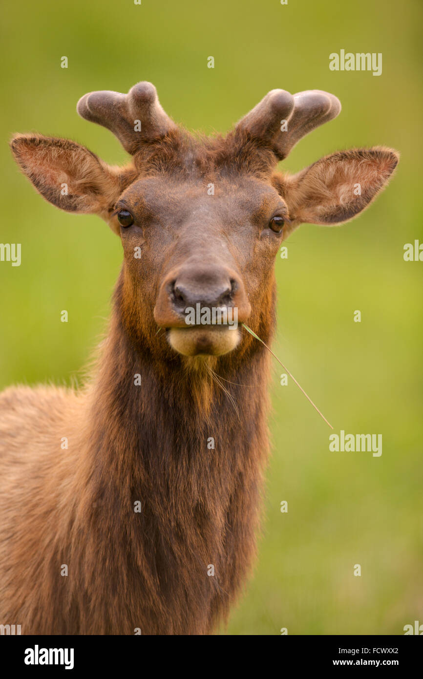 Roosevelt Elk in Redwood National Park, California Stock Photo - Alamy